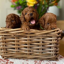Female Cockapoo is available for sale- Dog the Love